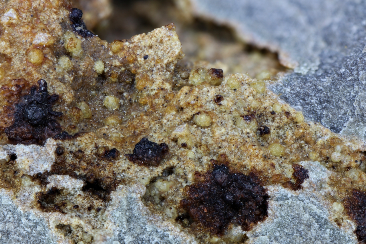 Tridymite – The Pebble Collection